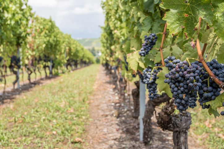 Turkovich Family Wines - Sovos ShipCompliant